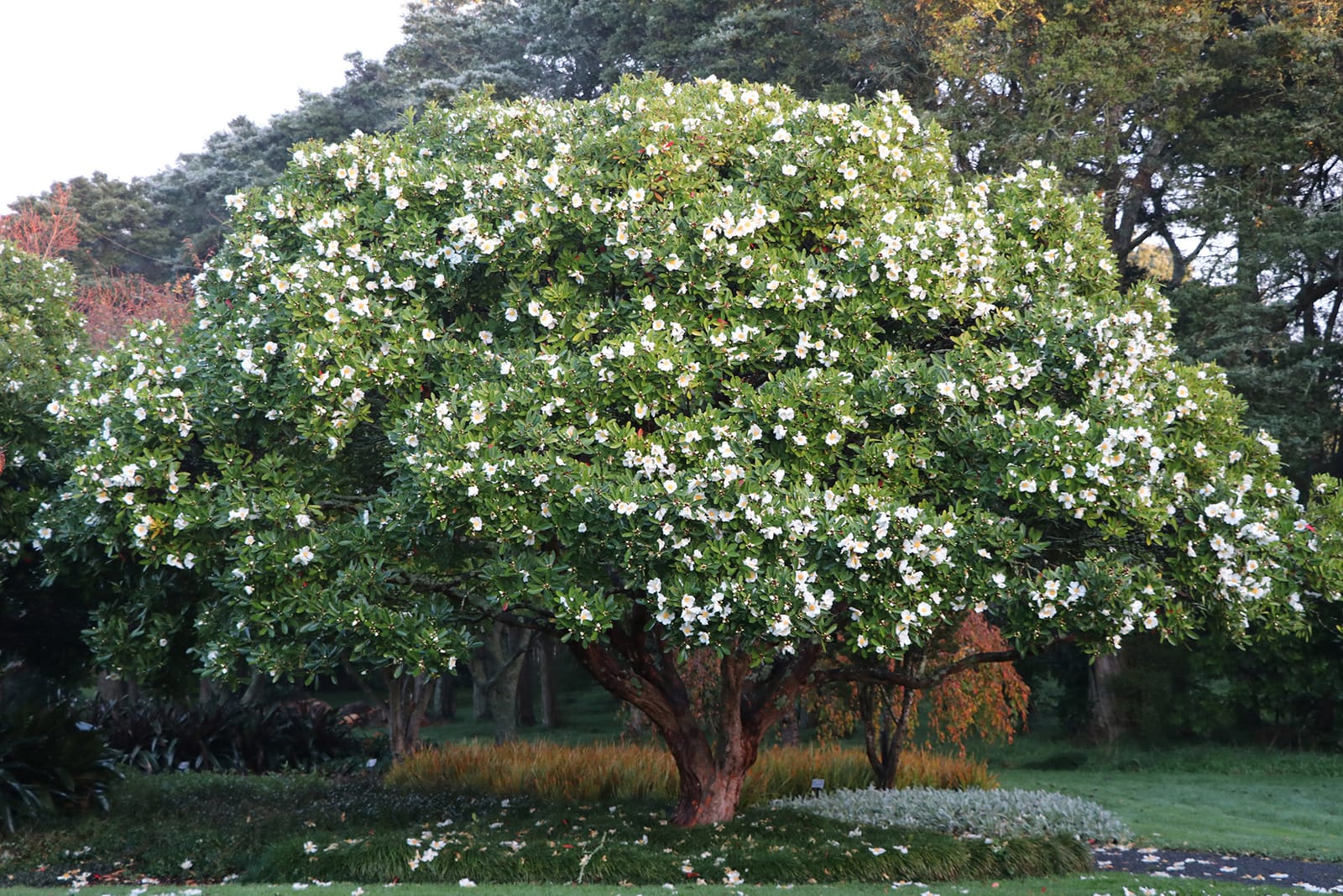 GIMBY: A Movement For Low-Density Housing